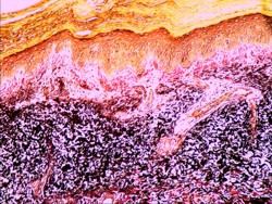 Histology Services | North Bay Histology Lab - Histology Special Stains